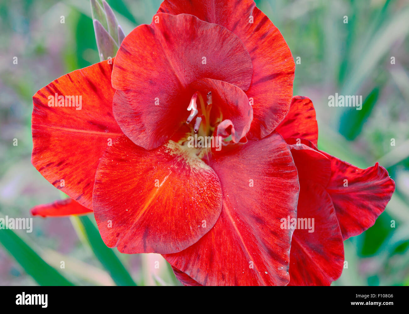 Gladioli gladiolus flower bloom blossom hi-res stock photography and ...
