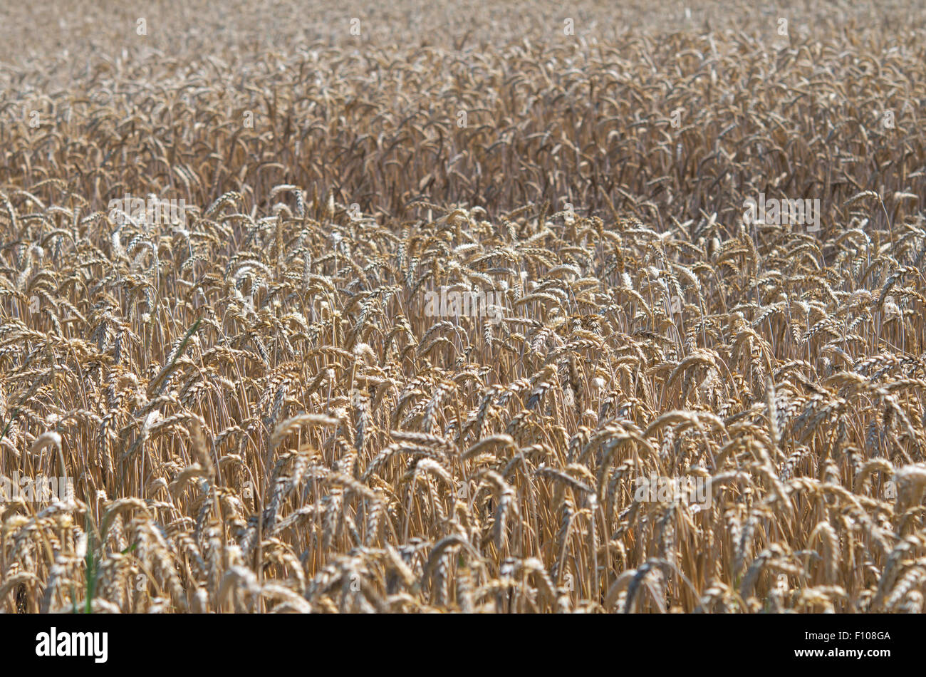 golden wheat field close up Stock Photo - Alamy