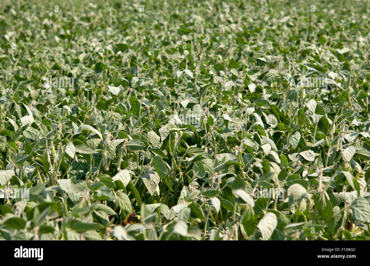 Soybean field hi-res stock photography and images - Alamy