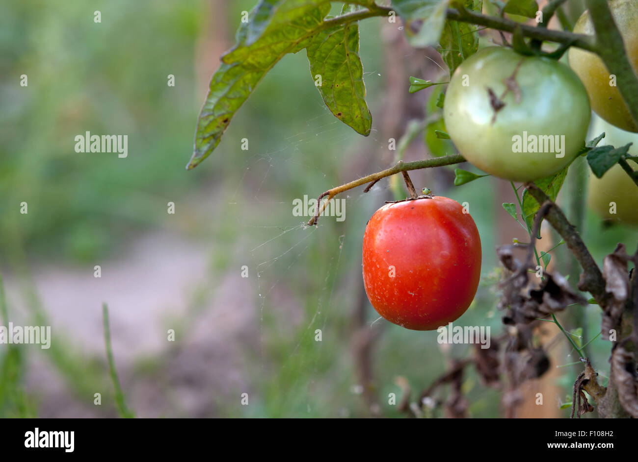 ripe tomato ready for picking. Close up Stock Photo - Alamy