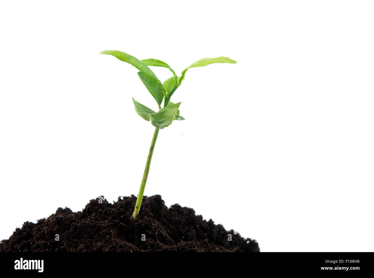 young green plant growing from soil Stock Photo - Alamy