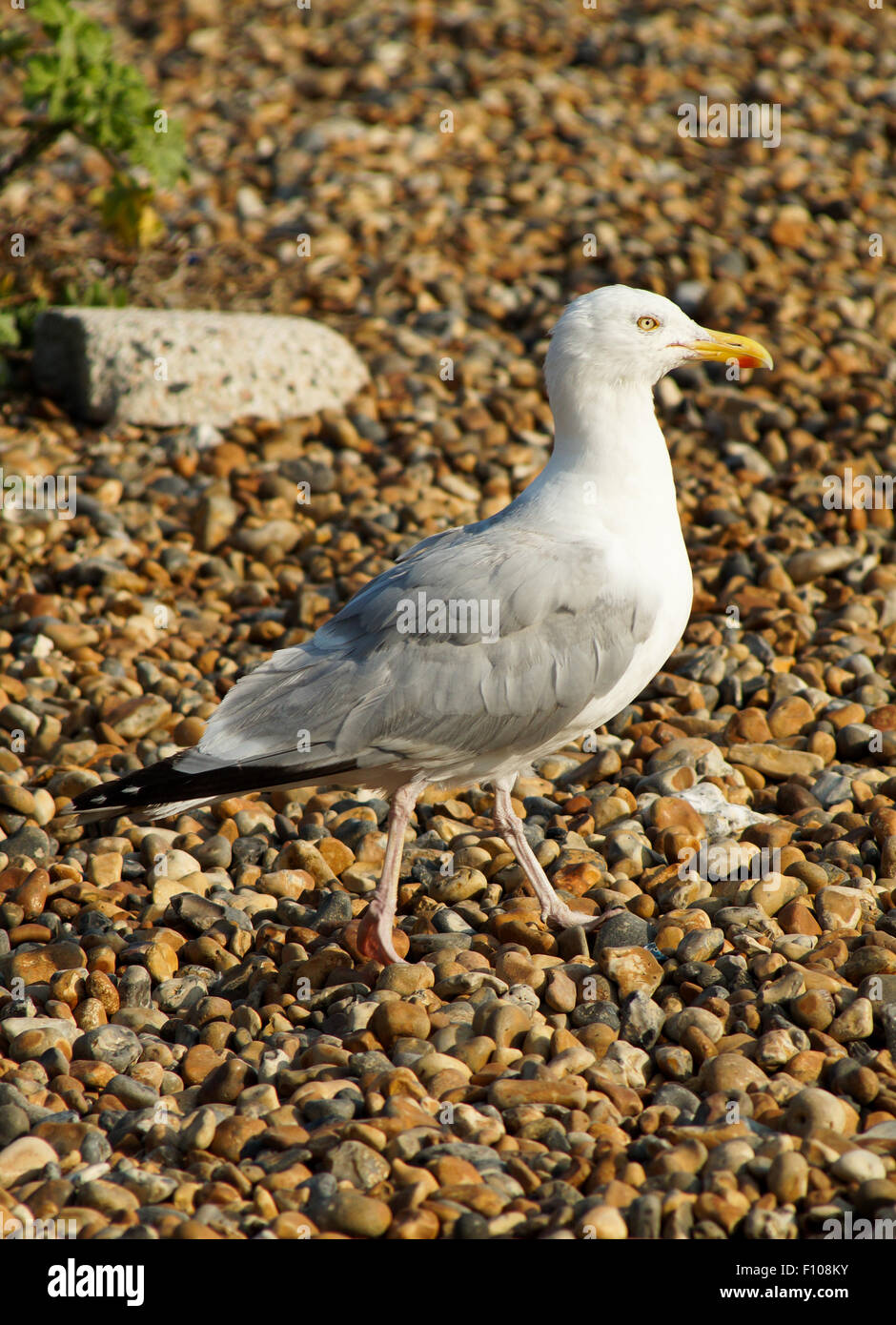 Seagull walking around on a rocky beach Stock Photo - Alamy