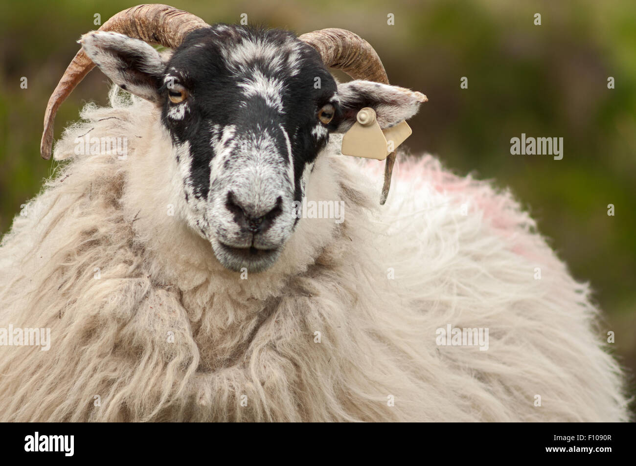 Scottish breed of sheep hi-res stock photography and images - Alamy