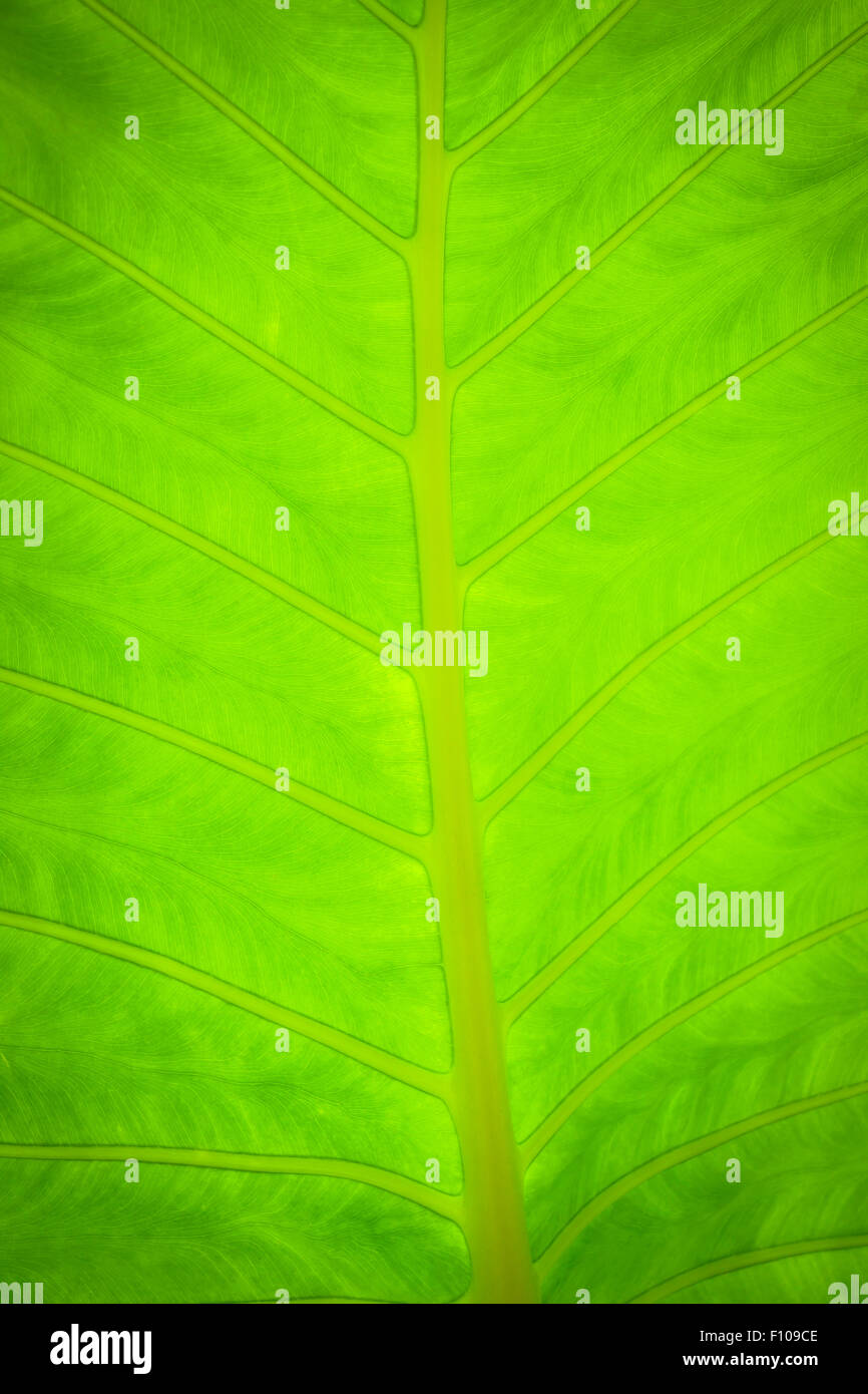 Closeup texture and pattern of leaves background Stock Photo - Alamy