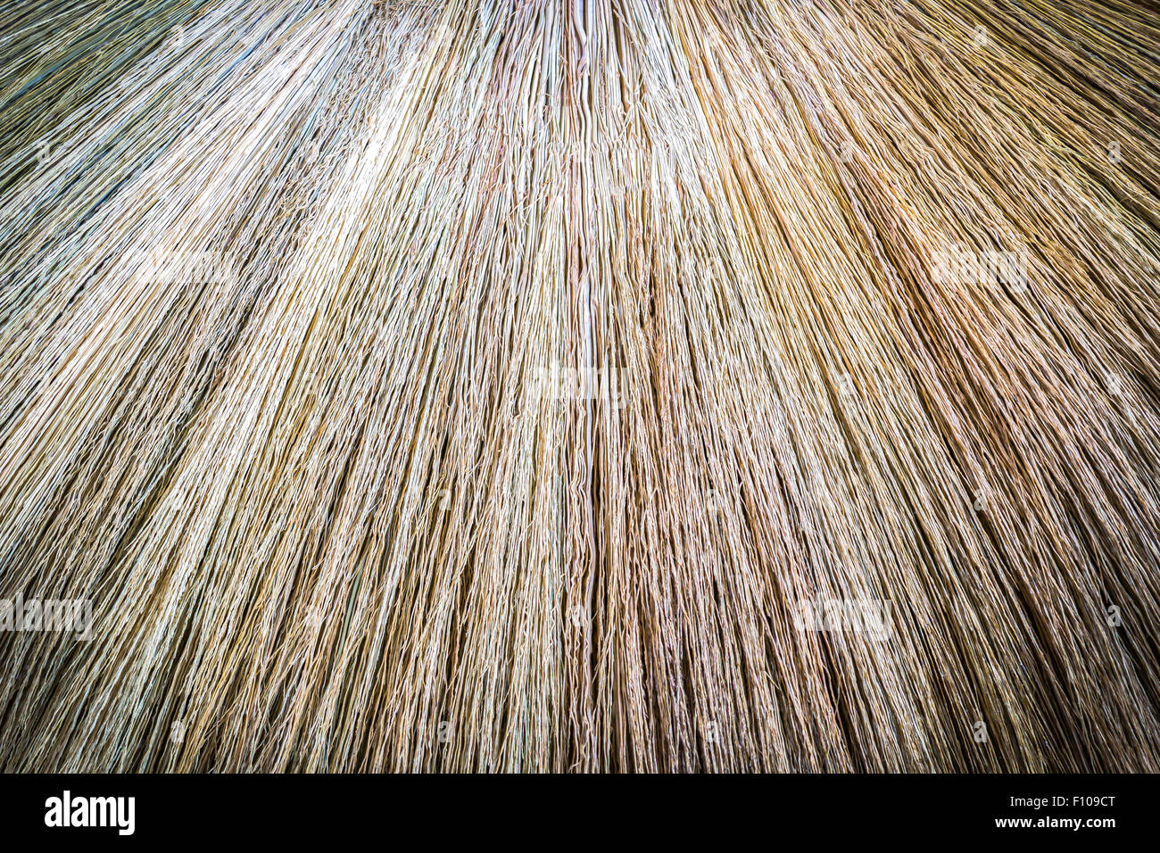 Closeup pattern and texture of nature broom Stock Photo - Alamy