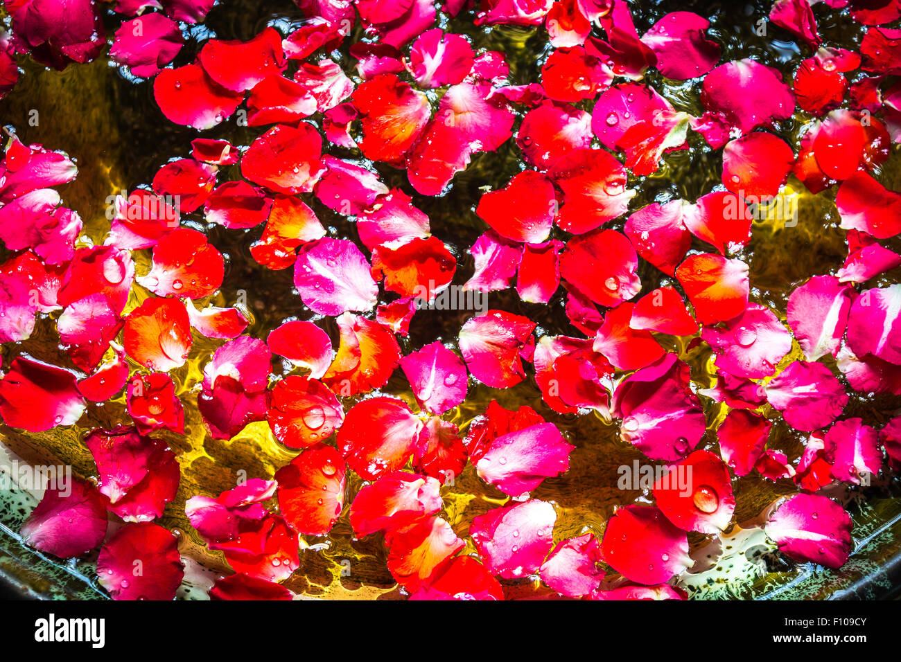 Closeup rose petal hi-res stock photography and images - Alamy