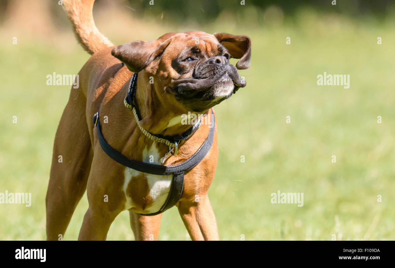 Cheek flanges hi-res stock photography and images - Alamy