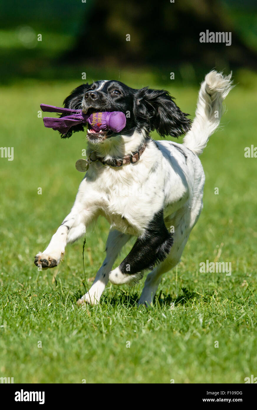 Black And White Springer Spaniel High Resolution Stock Photography and ...
