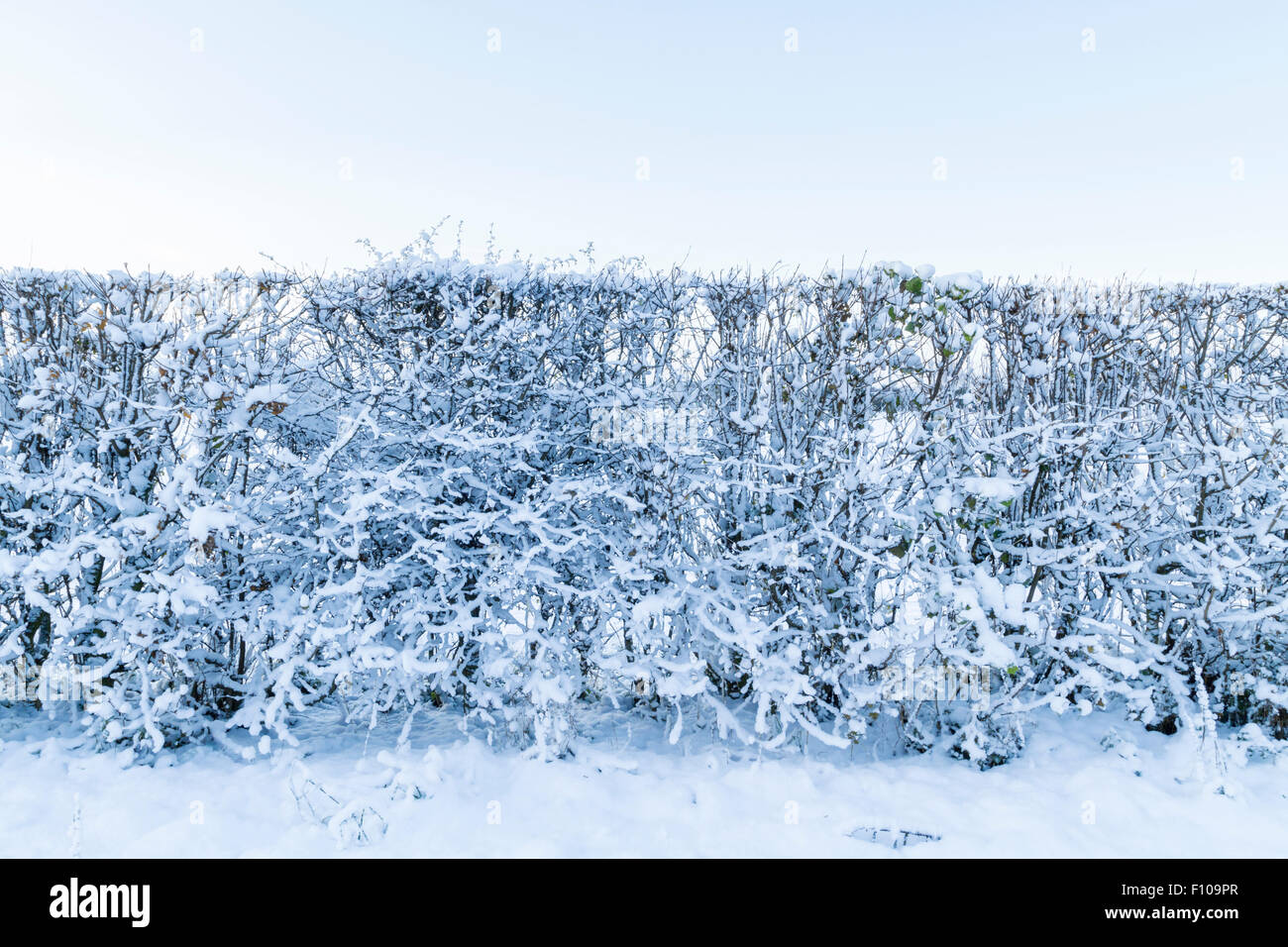 Snow on a hedge hi-res stock photography and images - Alamy