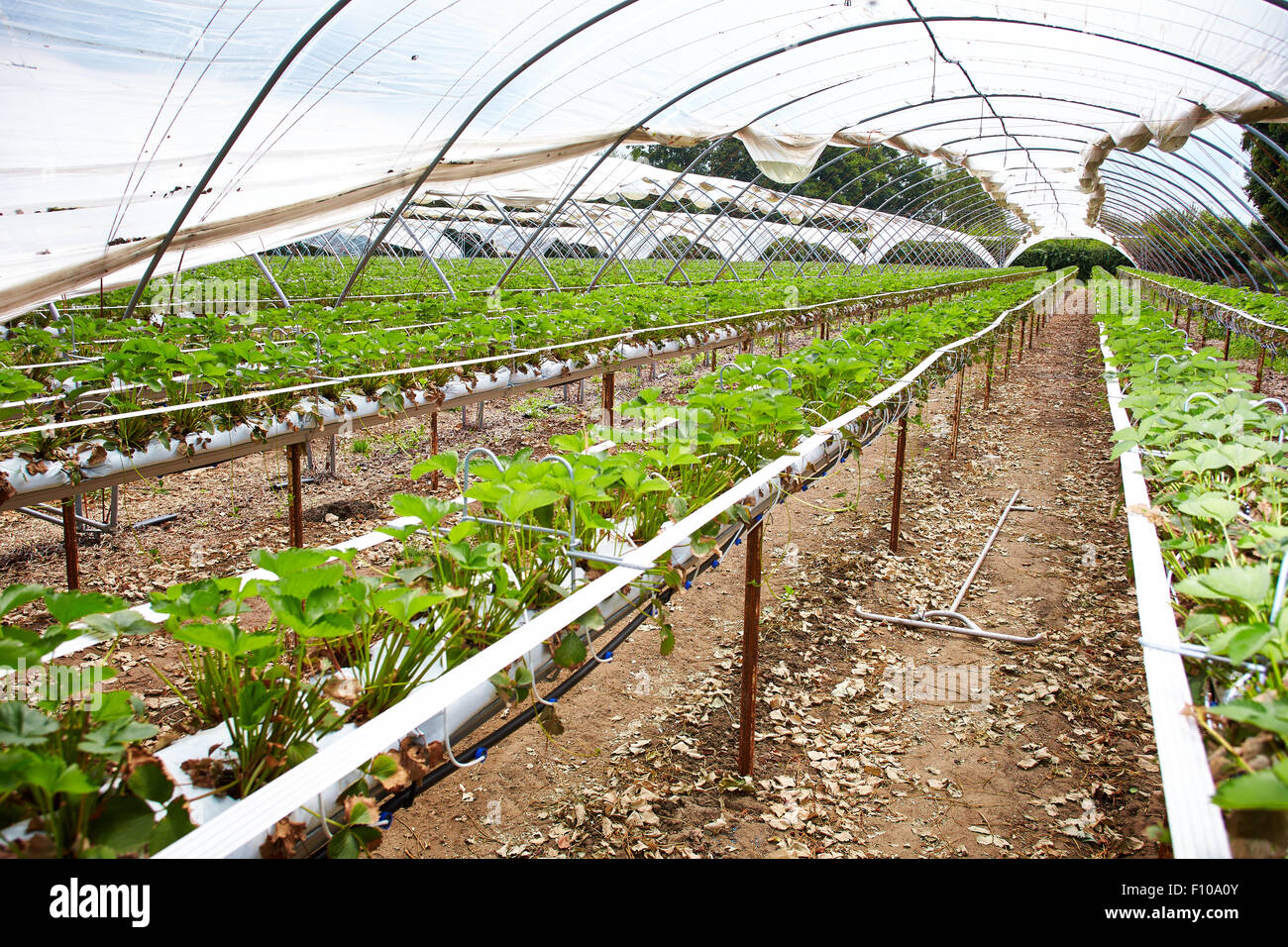 The pick your own strawberries at Rectory Farm in Stanton St John ...
