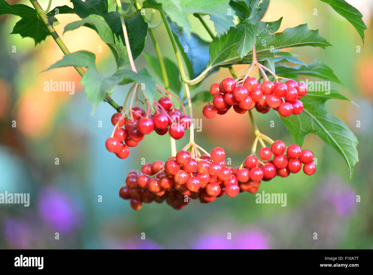 Large clusters of red viburnum close up Stock Photo - Alamy