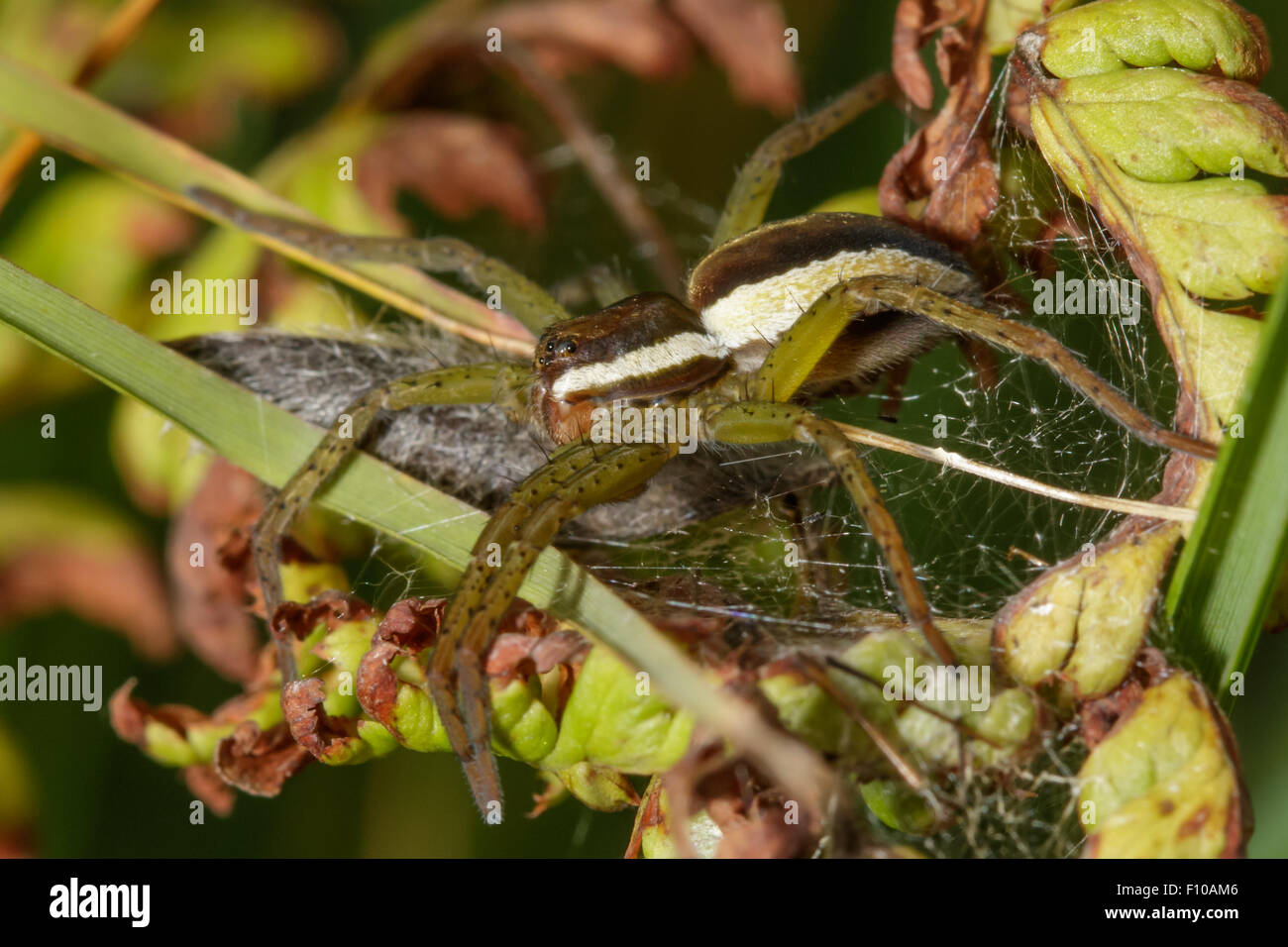 Raft spiders dolomedes fimbriatus hi-res stock photography and images ...