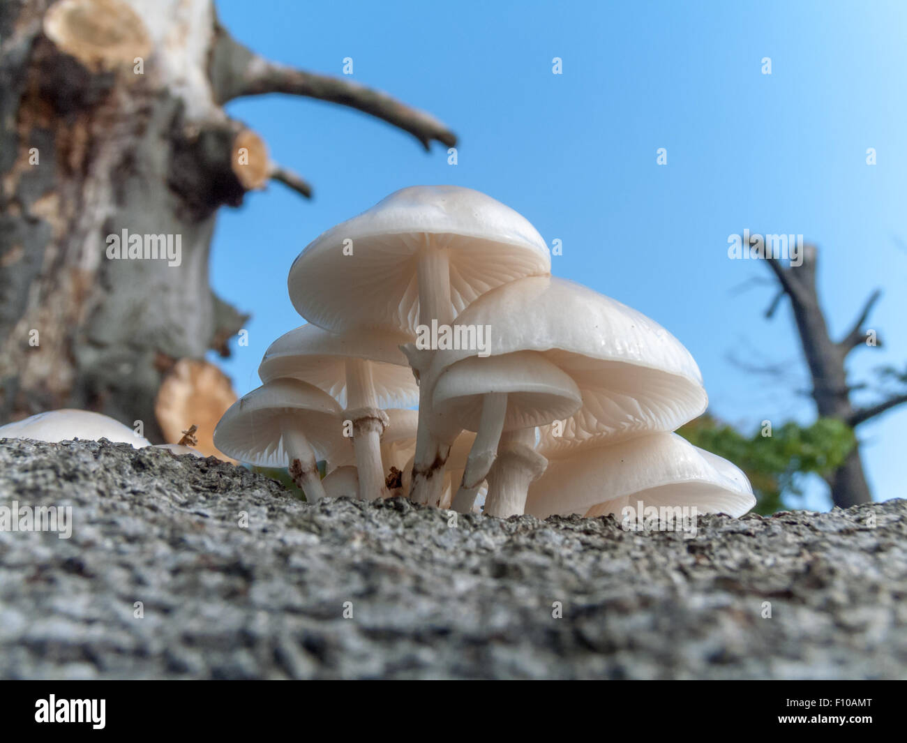 A bunch of Porcelain Mushrooms growing on a rotting log Stock Photo - Alamy