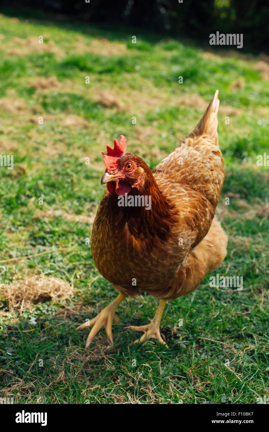 Free range chicken Stock Photo - Alamy