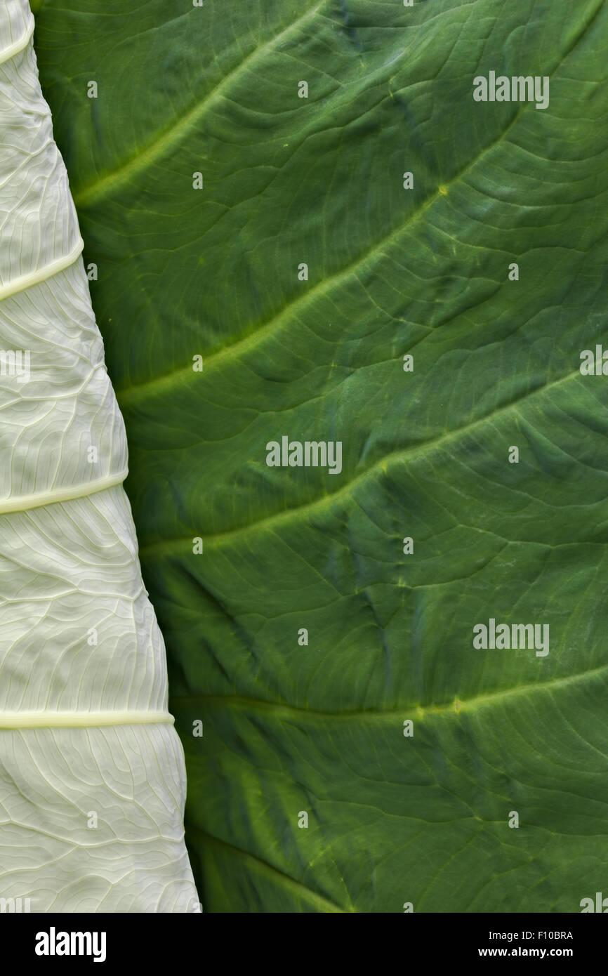 Taro plant hi-res stock photography and images - Alamy
