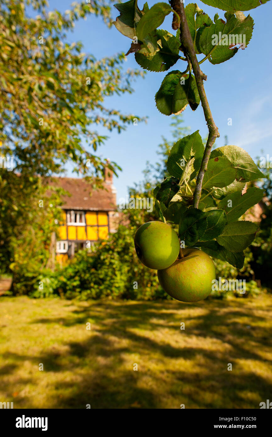Apples on a tree in a Worcestershire garden, England Stock Photo - Alamy