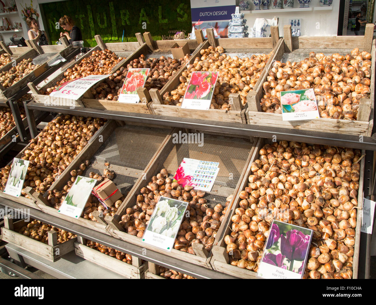 Trays of tulip bulb varieties on display, Rotterdam, Netherlands Stock ...