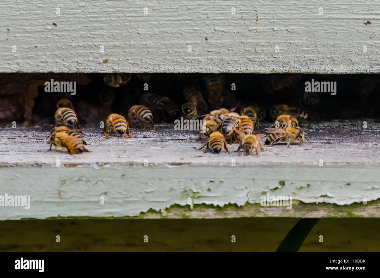 Bees fanning their wings hi-res stock photography and images - Alamy