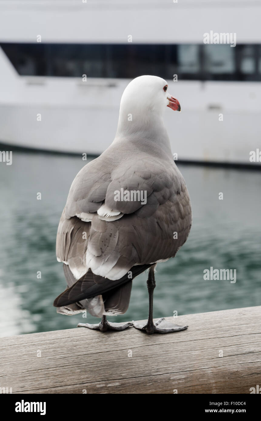 The tail feathers of a sea gull in Long Beach harbor Stock Photo - Alamy