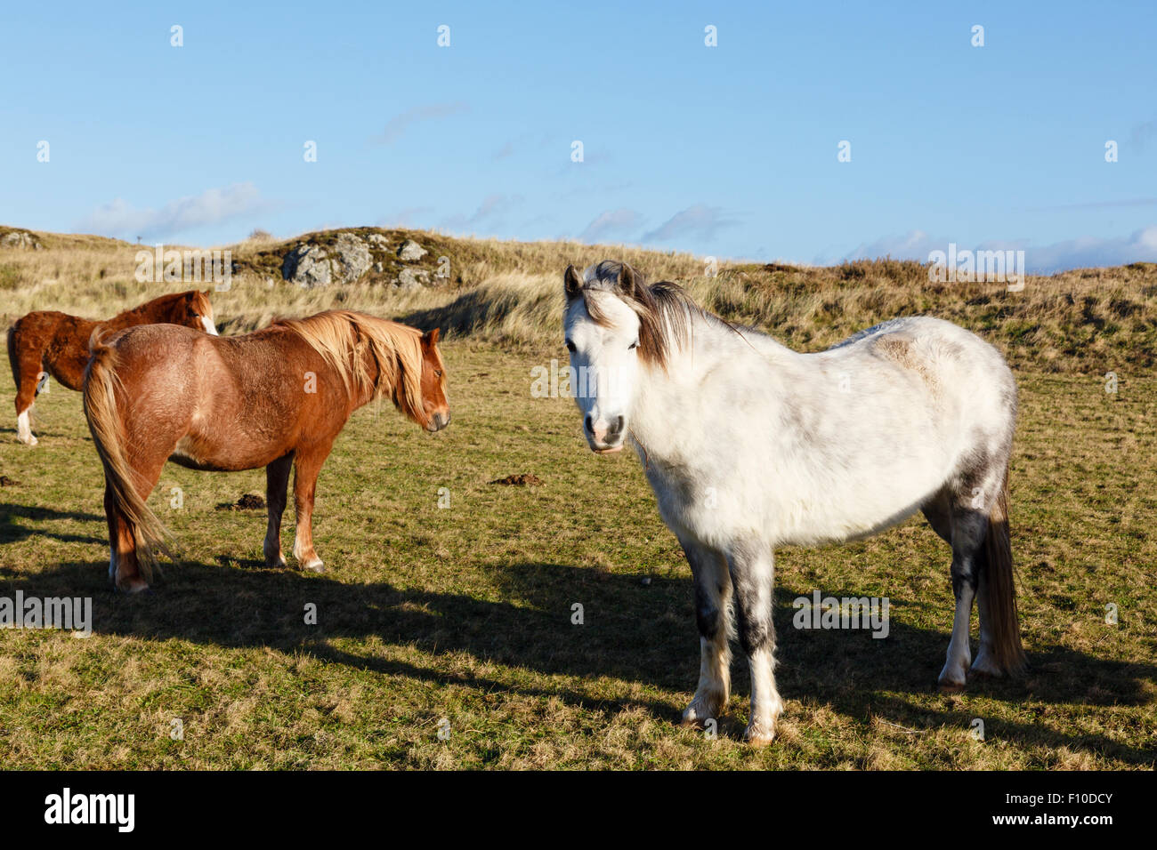 Wild Welsh ponies used for habitat conservation on Ynys Llanddwyn ...