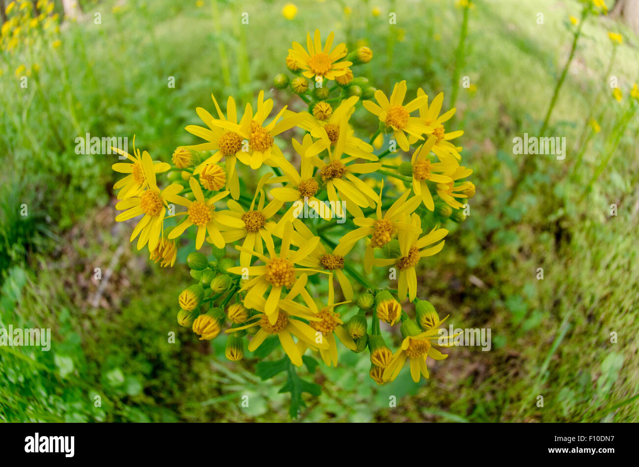 Fisheye Lens Flowers High Resolution Stock Photography and Images - Alamy