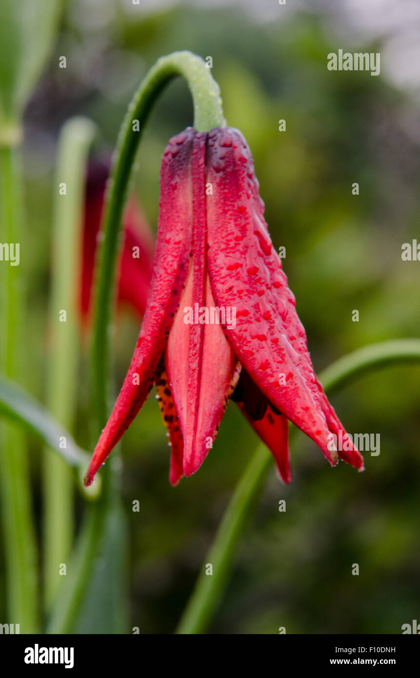 A rare species of flower, red Gray's Lilies bloom in the Roan Mountain ...