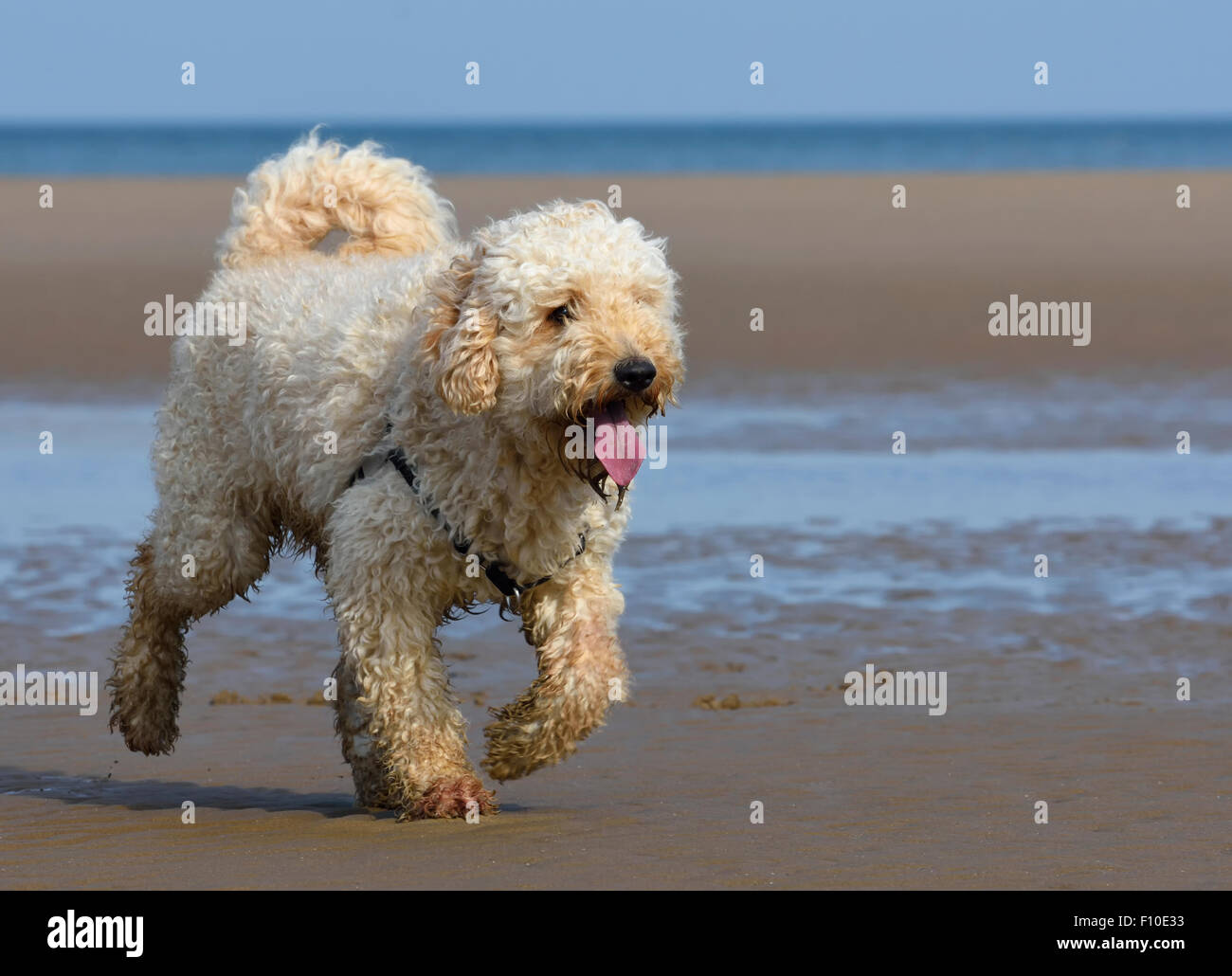 Labradoodle dog running on the beach in Blackpool, Lancashire Stock ...