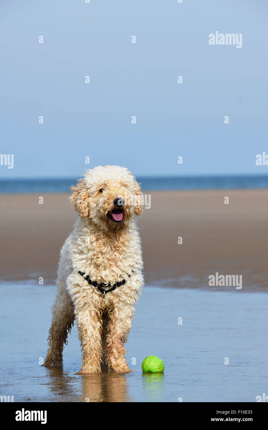 Labradoodle dog standing on the beach in Blackpool, Lancashire Stock ...