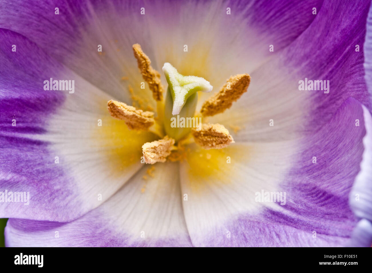 Open purple tulip hi-res stock photography and images - Alamy