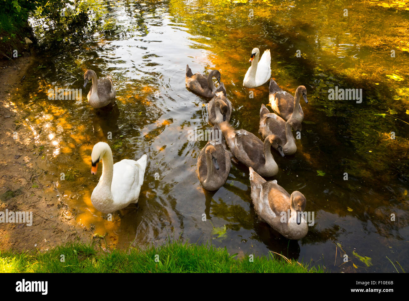 Swan with family of signets Stock Photo - Alamy