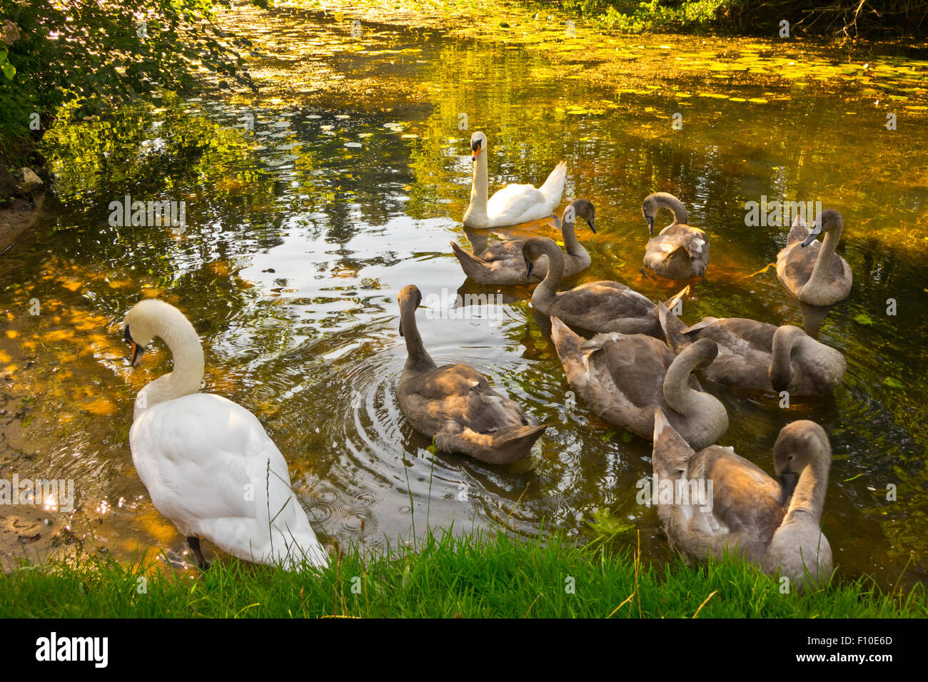 Swan with family of signets Stock Photo - Alamy