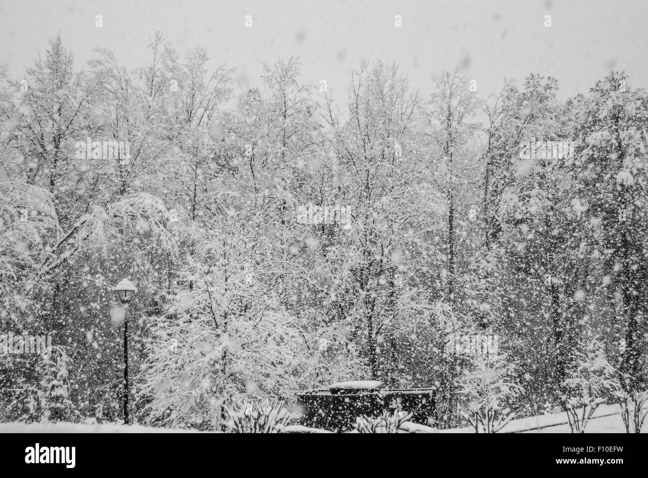 Thick snowflakes fall on a park Stock Photo - Alamy