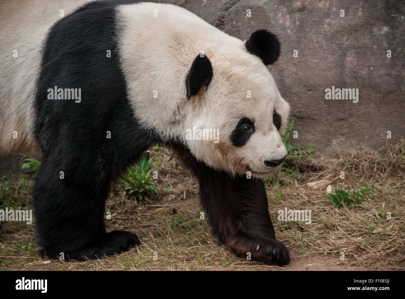 A large panda walks across a grassy area Stock Photo - Alamy