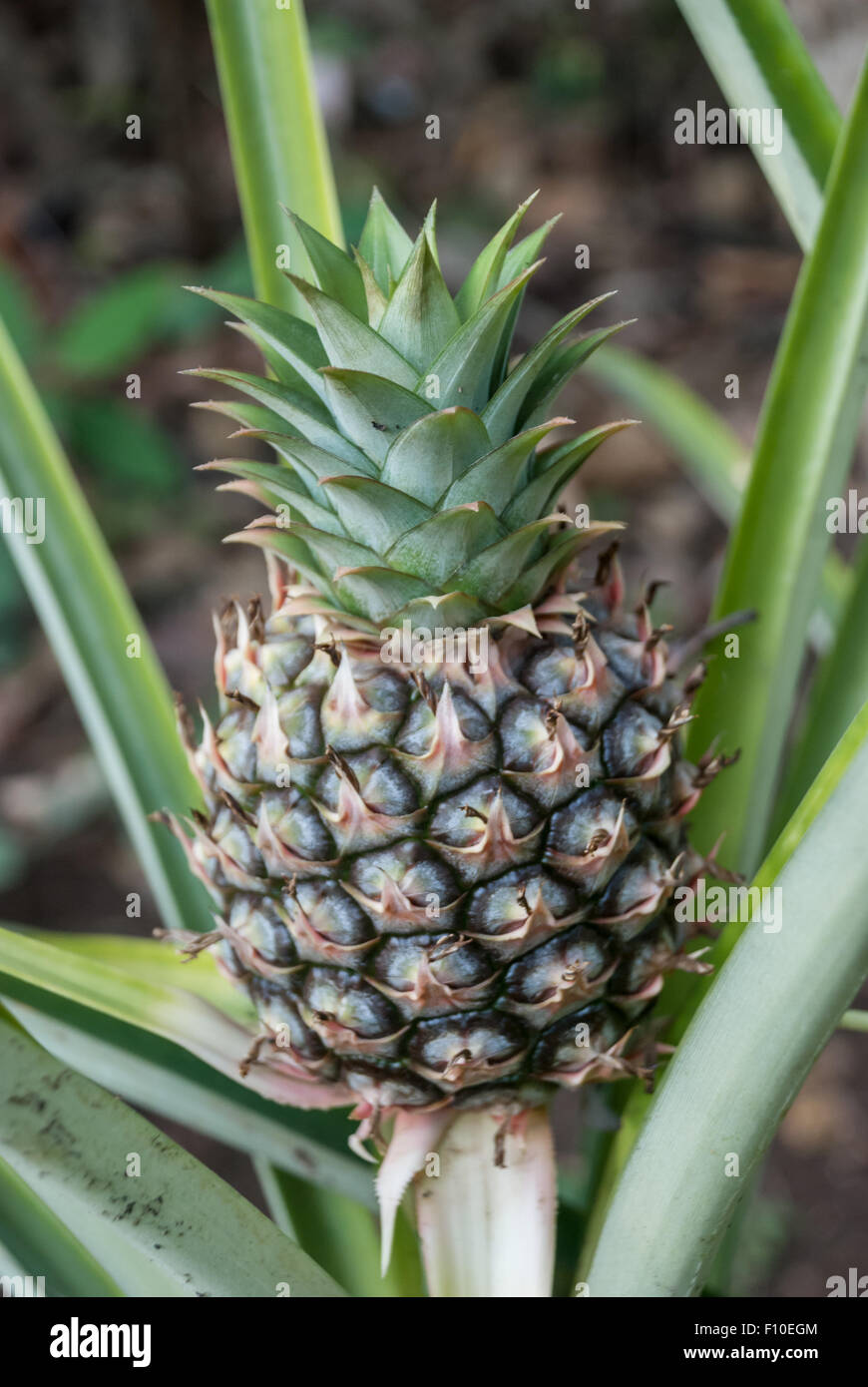 Tiny pineapple hi-res stock photography and images - Alamy
