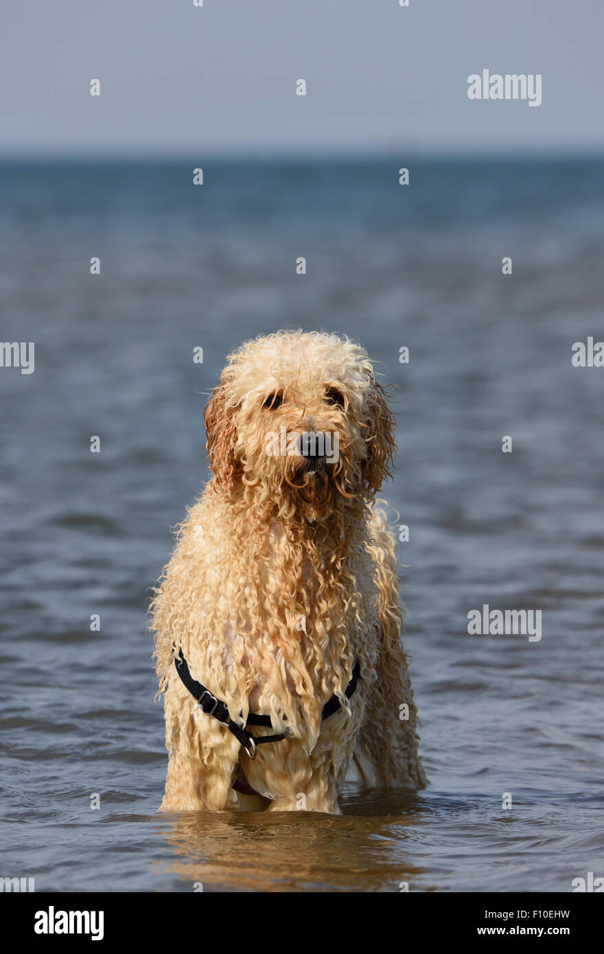 Labradoodle dog standing in the sea in Blackpool, Lancashire Stock ...