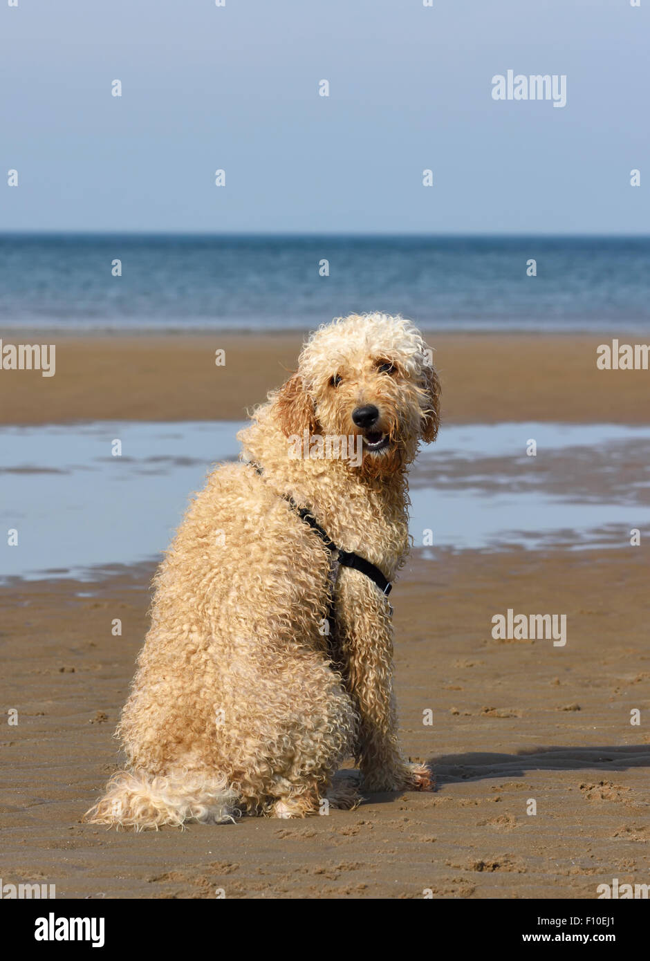 Labradoodle dog sitting on the beach in Blackpool, Lancashire Stock ...