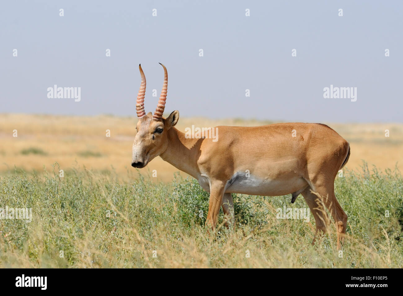 Wild male Saiga antelope in morning steppe Stock Photo - Alamy