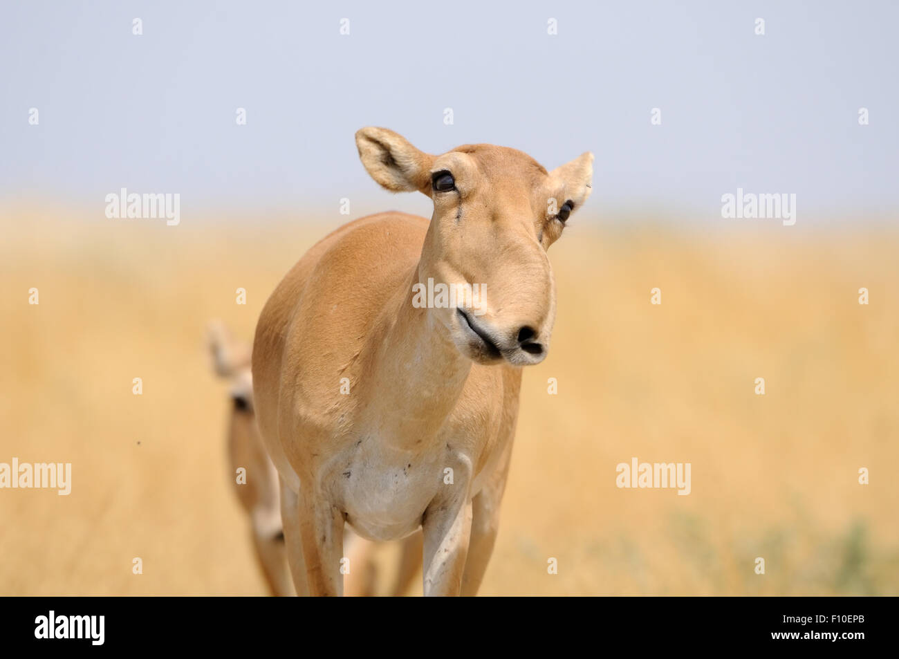 Wild female Saiga antelope in morning steppe Stock Photo - Alamy