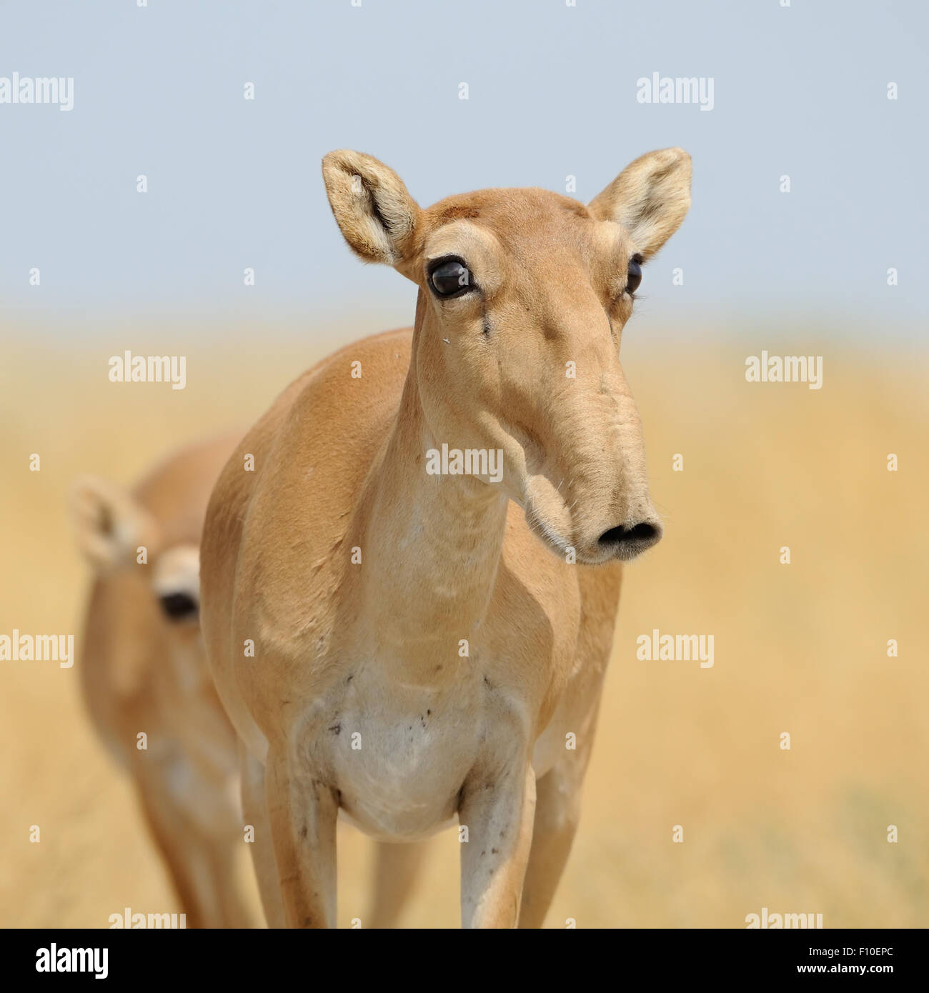 Wild female Saiga antelope in morning steppe Stock Photo - Alamy