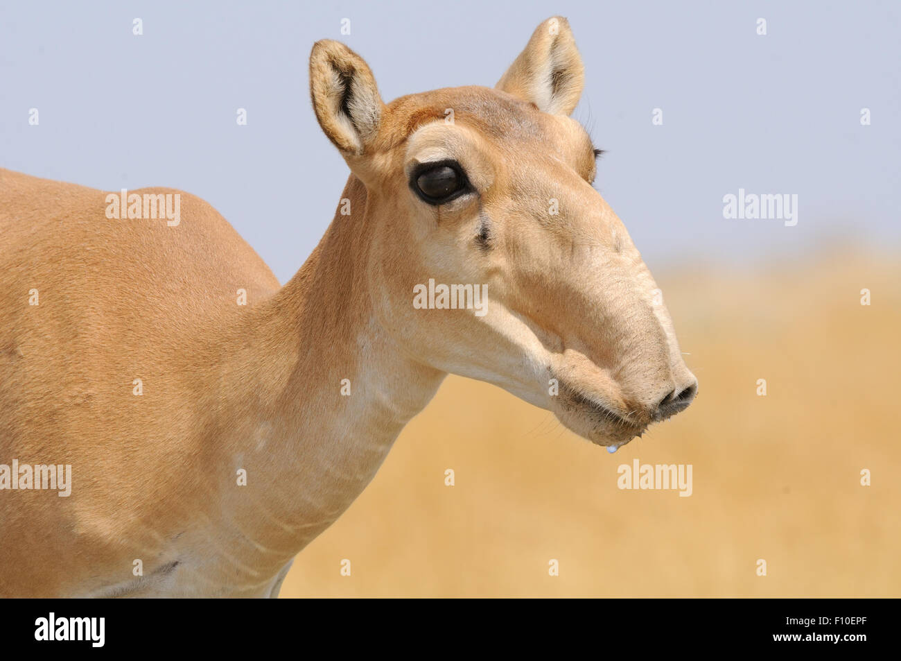 Saiga antelope hi-res stock photography and images - Alamy