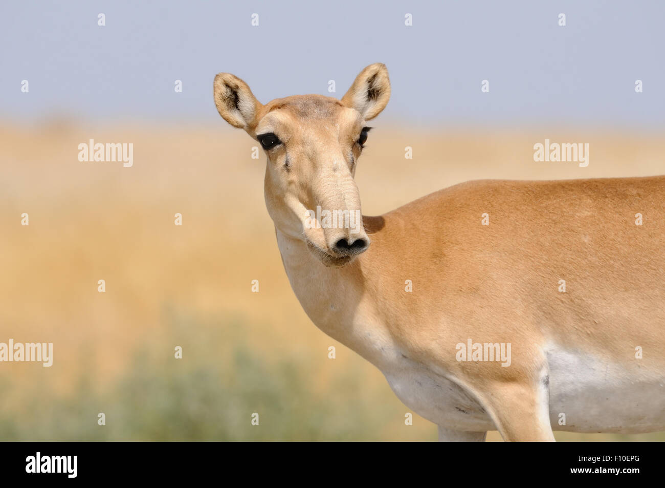 Wild female Saiga antelope in morning steppe Stock Photo - Alamy