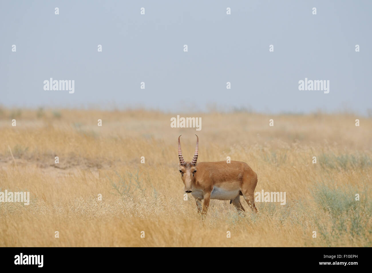 Wild male Saiga antelope in morning steppe Stock Photo - Alamy