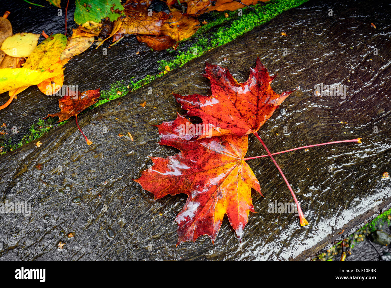 Colourful autumn leaves under the rain on the ground Stock Photo - Alamy