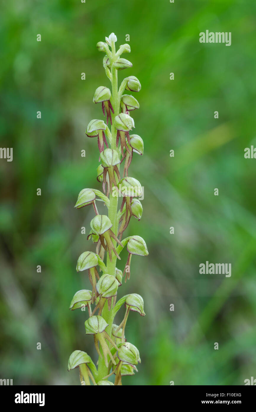Man orchid, Latin name Orchis anthropophora Stock Photo - Alamy