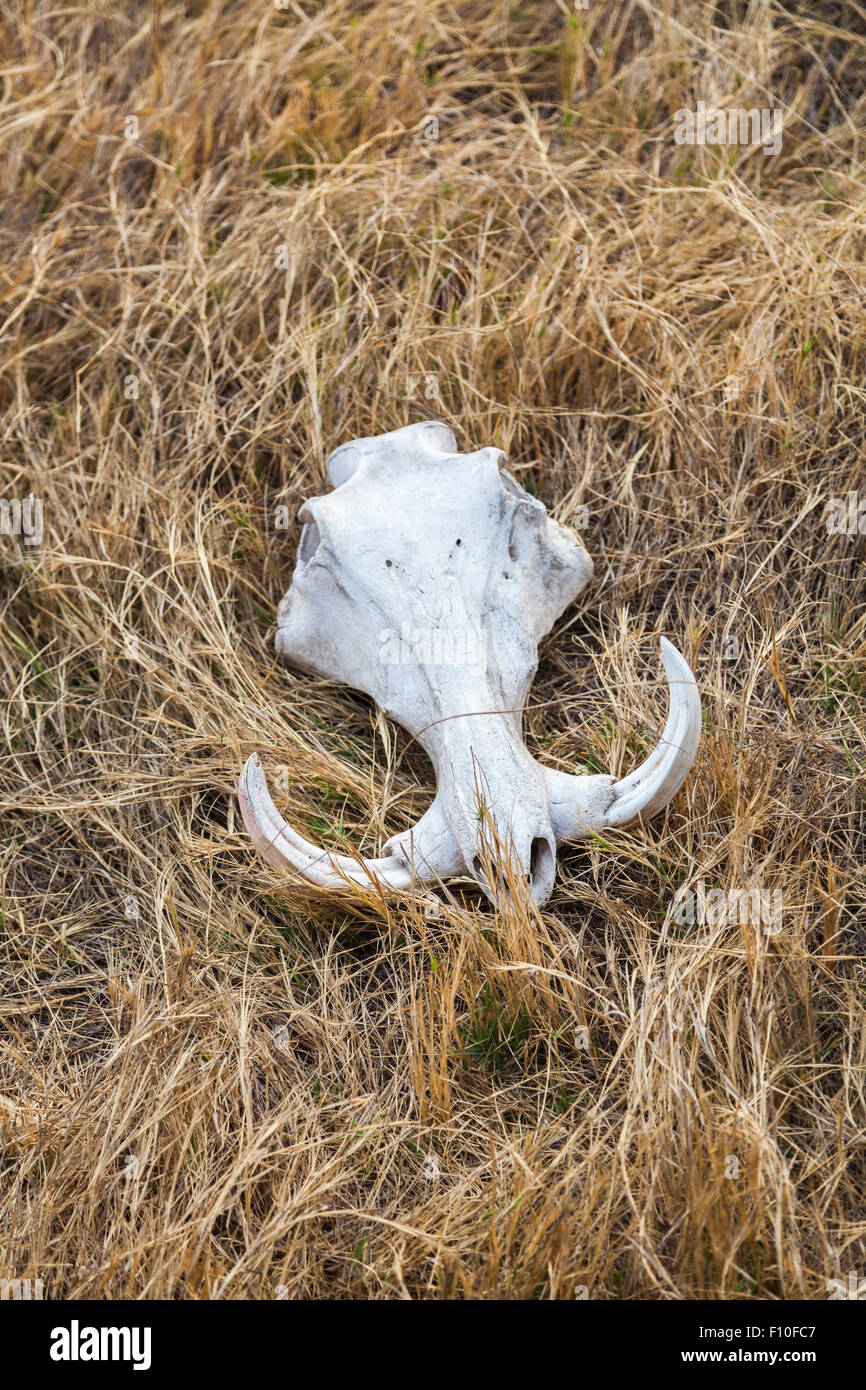 Bleached skull of dead common warthog, Phacochoerus africanus, with ...