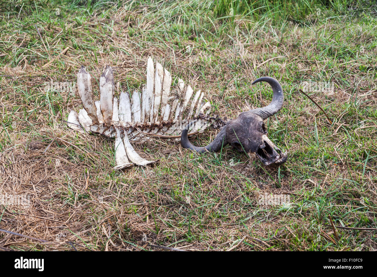 Buffalo skeleton hi-res stock photography and images - Alamy