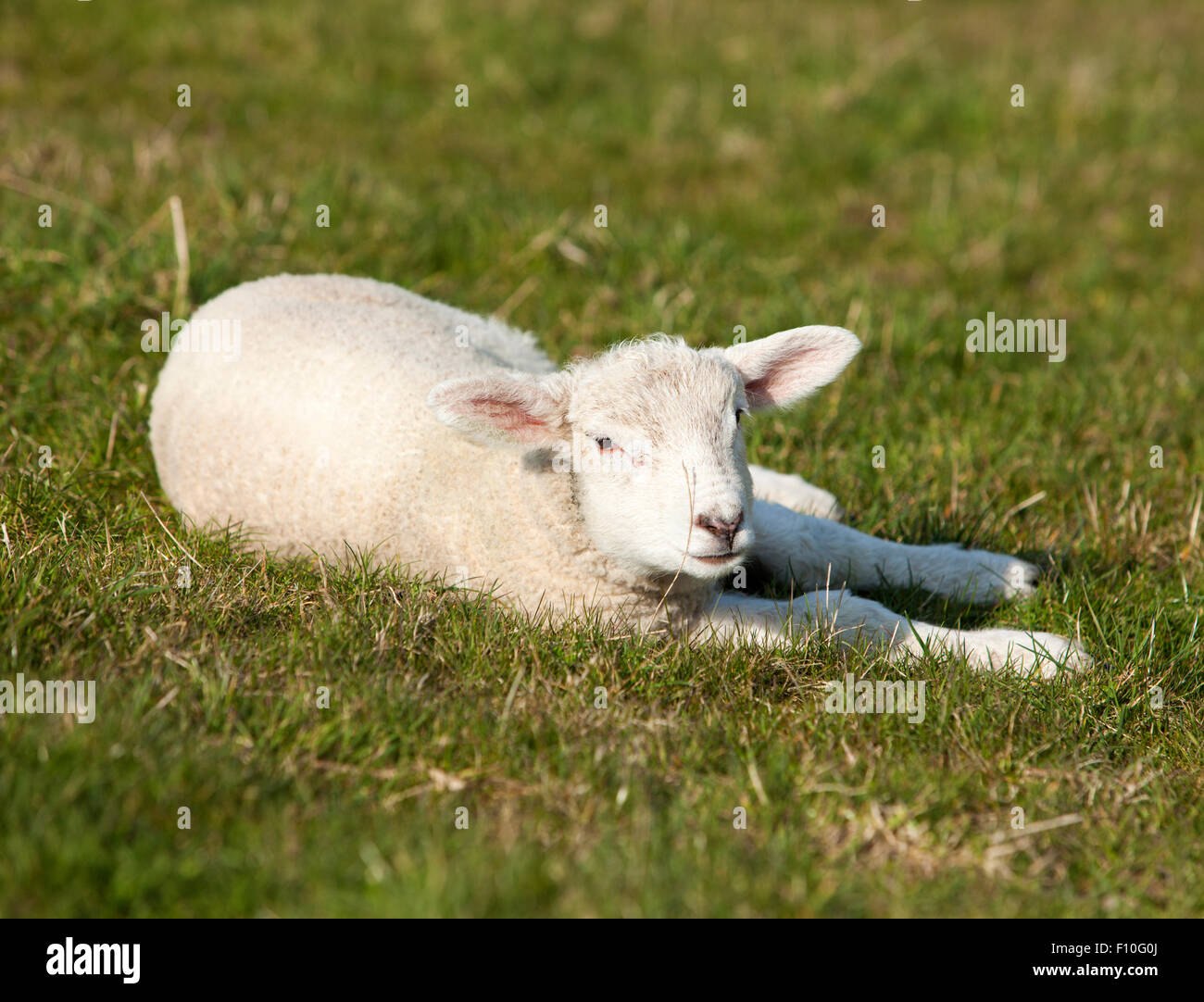 cute little lamb lying on meadow looking at camera Stock Photo - Alamy