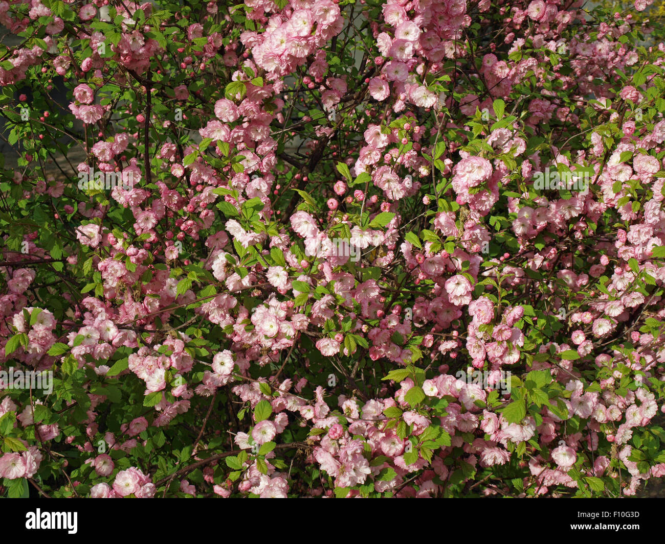 Blooming pink bush with pink spring flowers closeup for backgrounds ...