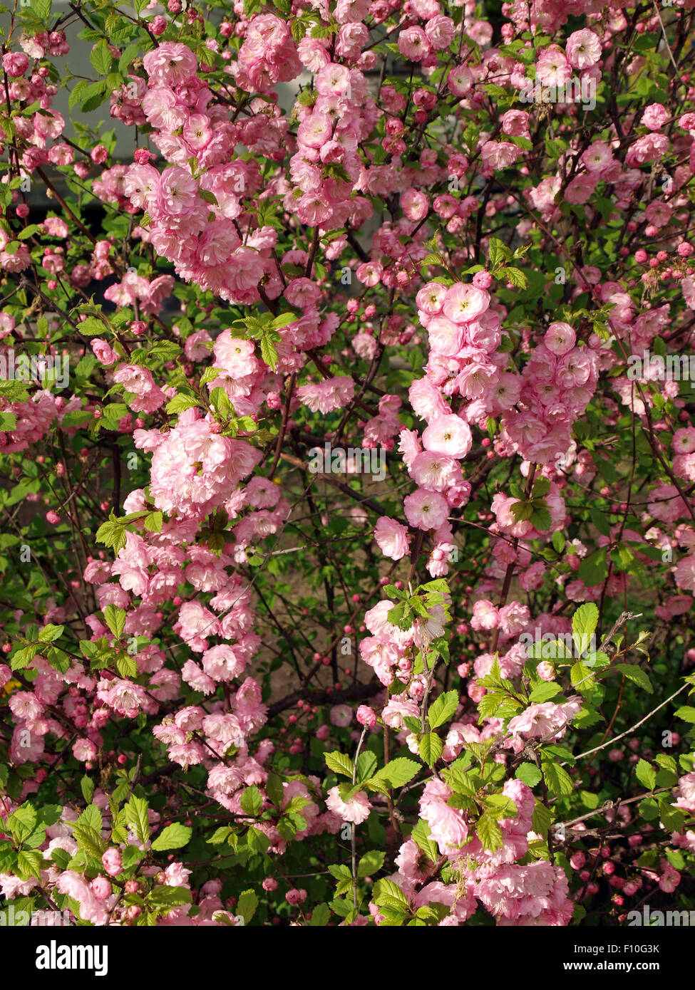 Spring natur hi-res stock photography and images - Alamy