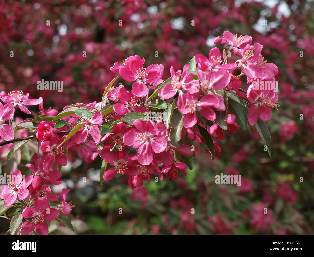 Tree branch with pink flowers and leaves with soft focus at the ...